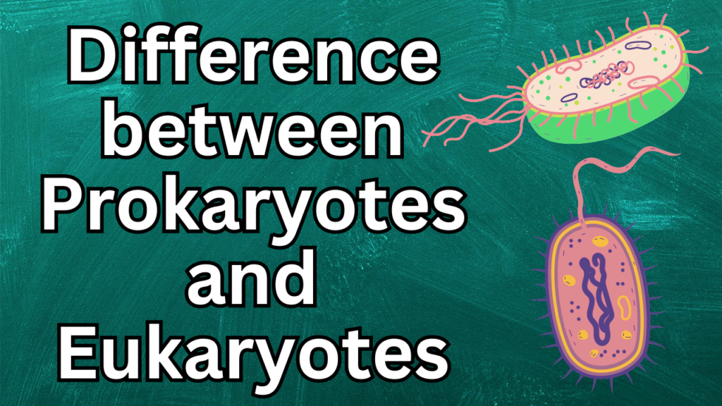 Difference between Prokaryotes and Eukaryotes - Pharmacy India